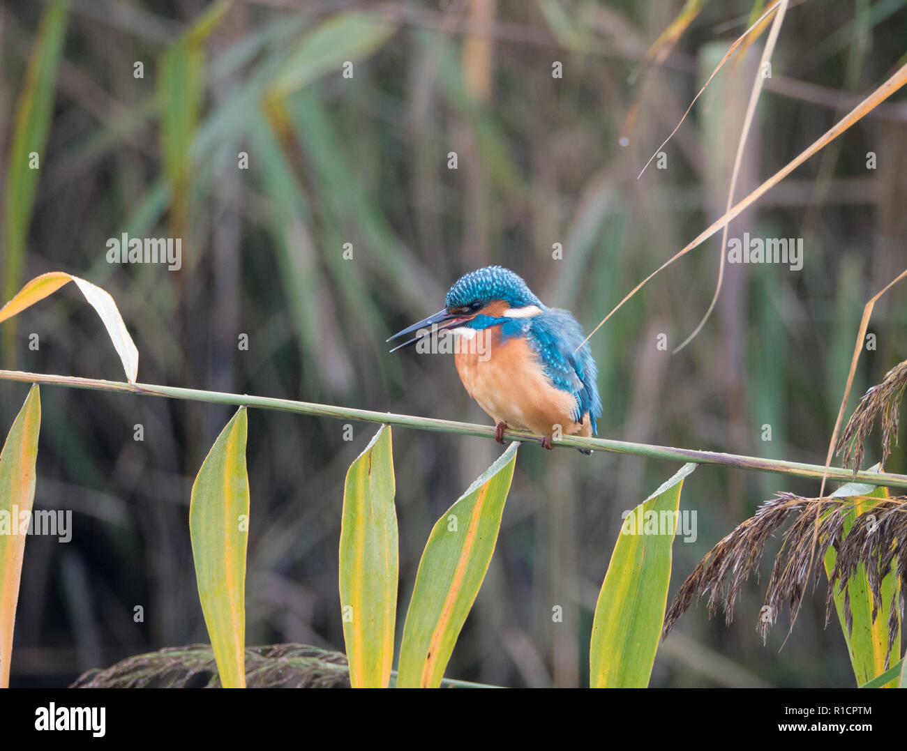 Kingfisher with fish front view on perch hi-res stock photography and ...