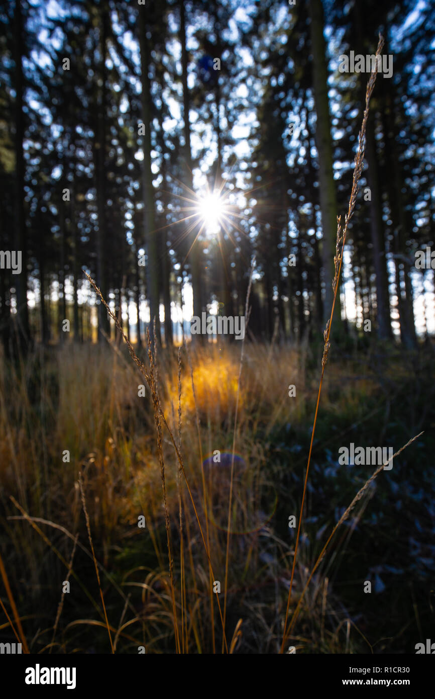 Sun trough pine tree forest. Sun beam Stock Photo - Alamy