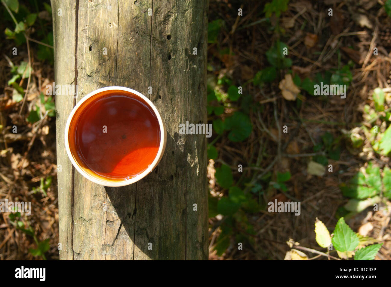 A cup of black hot tea in the autumn morning in a forest on a fallen ...