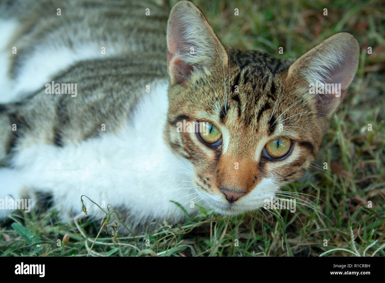 Mongrel cat hi-res stock photography and images - Alamy