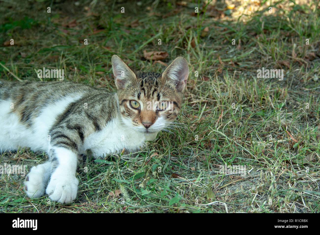 Mongrel cat hi-res stock photography and images - Alamy