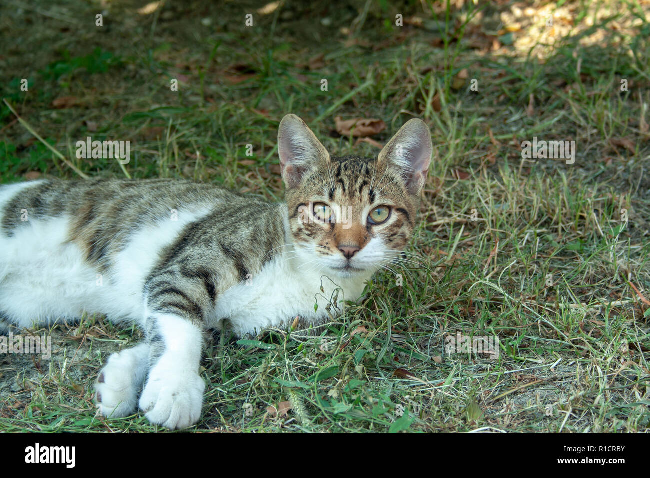 Mongrel cat hi-res stock photography and images - Alamy
