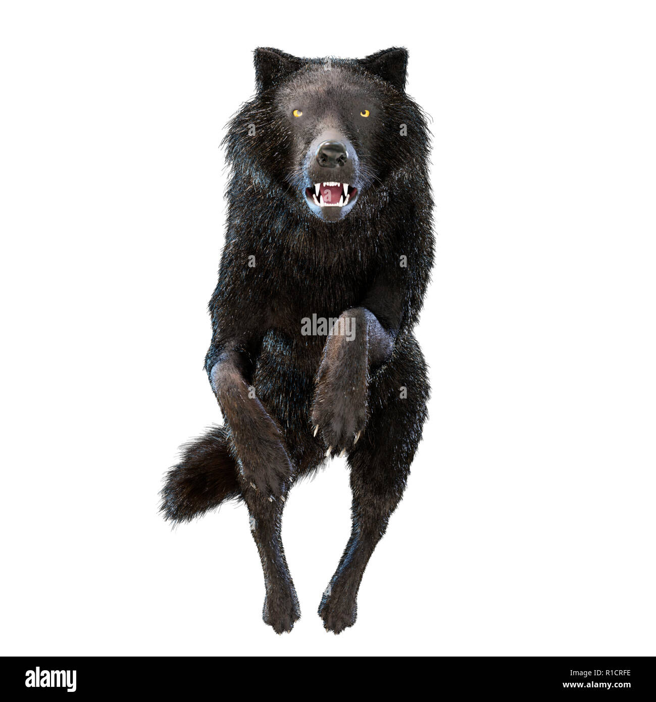 Black timber wolf Cut Out Stock Images & Pictures - Alamy