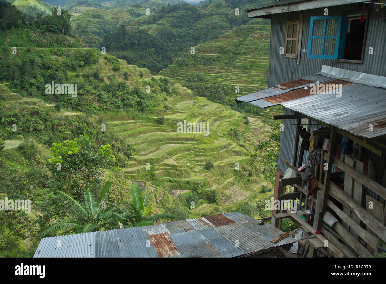 The Banaue Rice Terraces are carved into the mountains of Ifugao in the ...