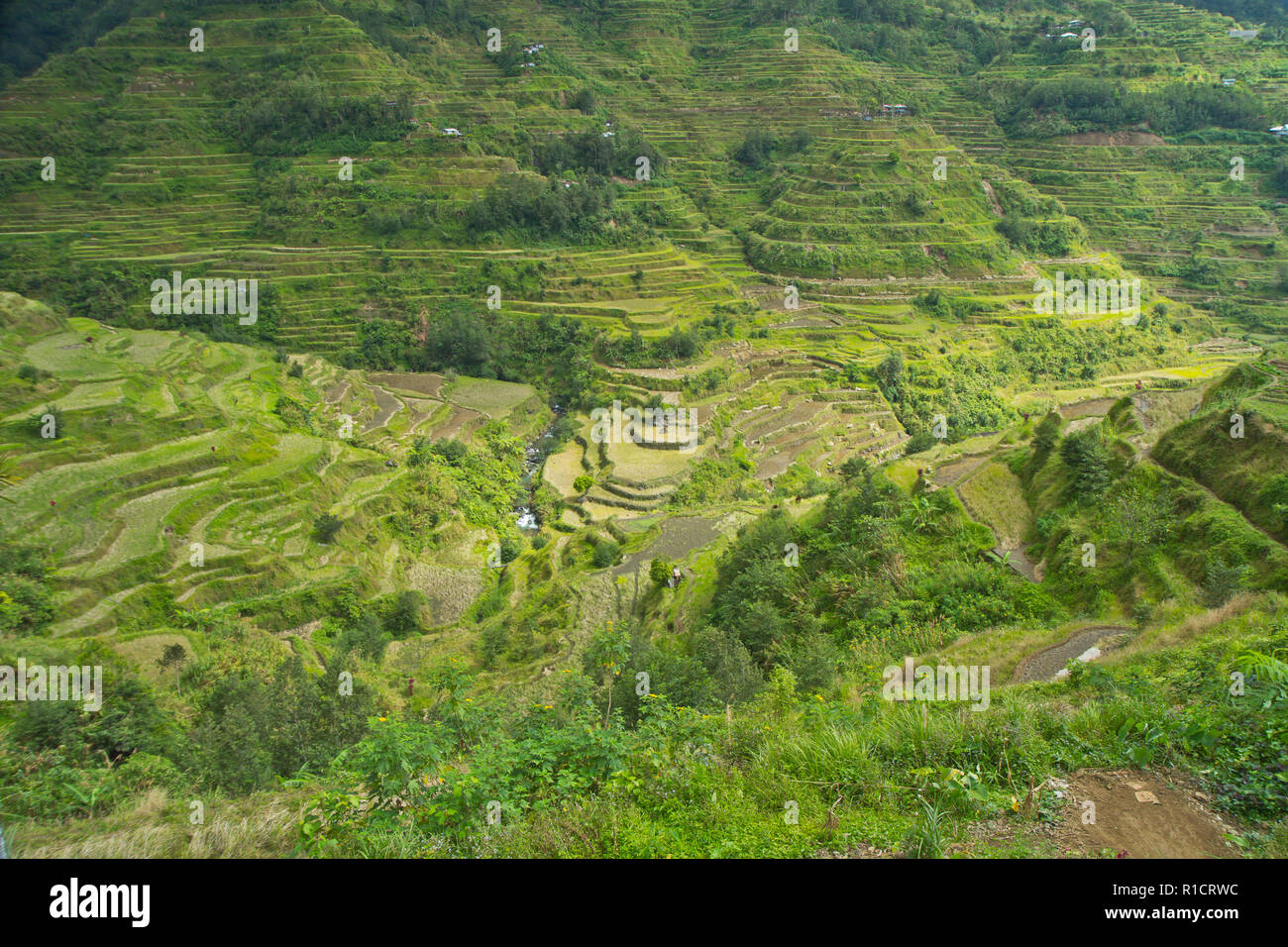 The Banaue Rice Terraces are carved into the mountains of Ifugao in the ...