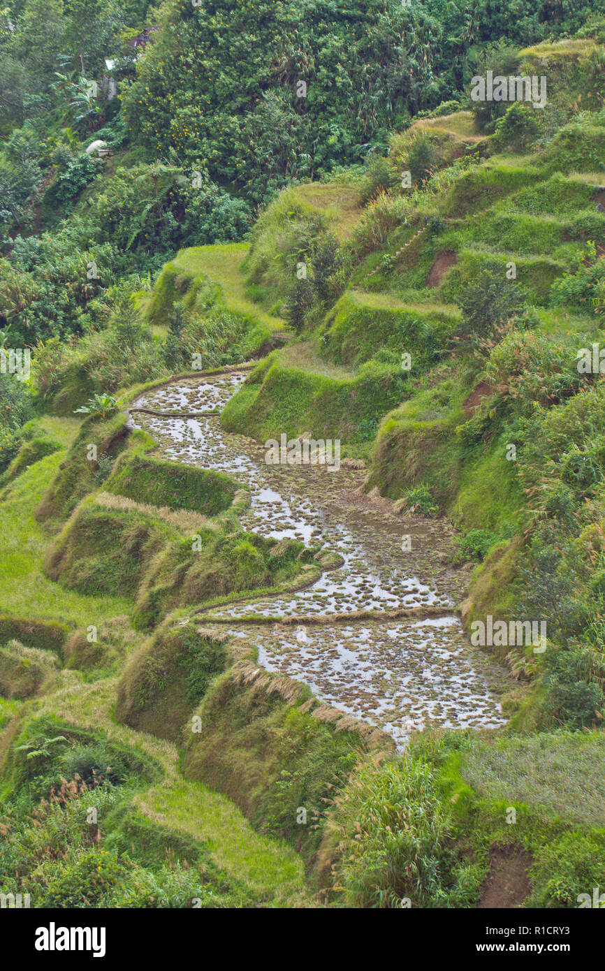 The Banaue Rice Terraces are carved into the mountains of Ifugao in the ...