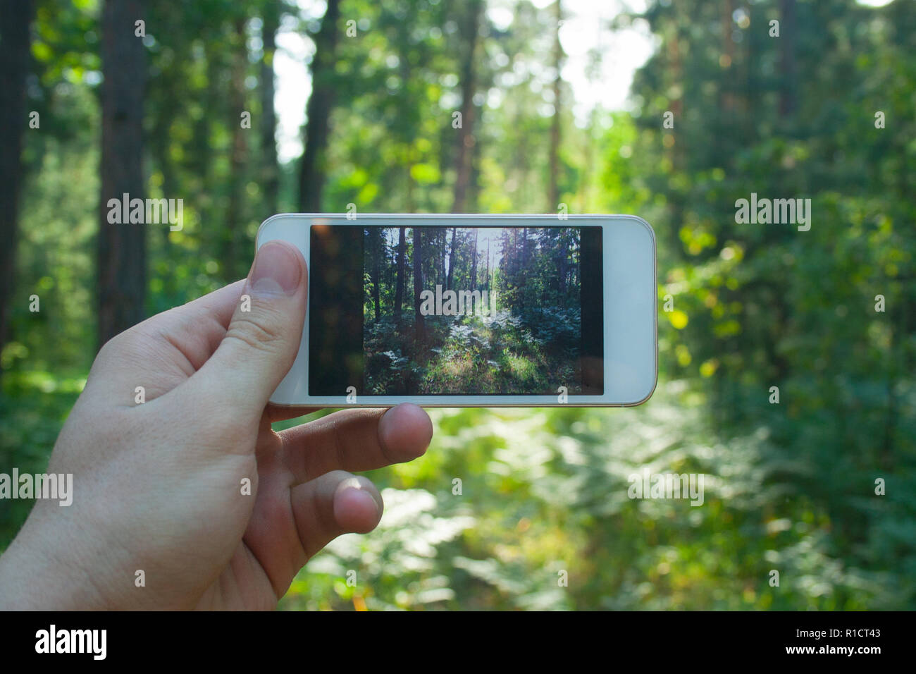 Phone in man's hand shooting the forest. Phone photography Stock Photo ...