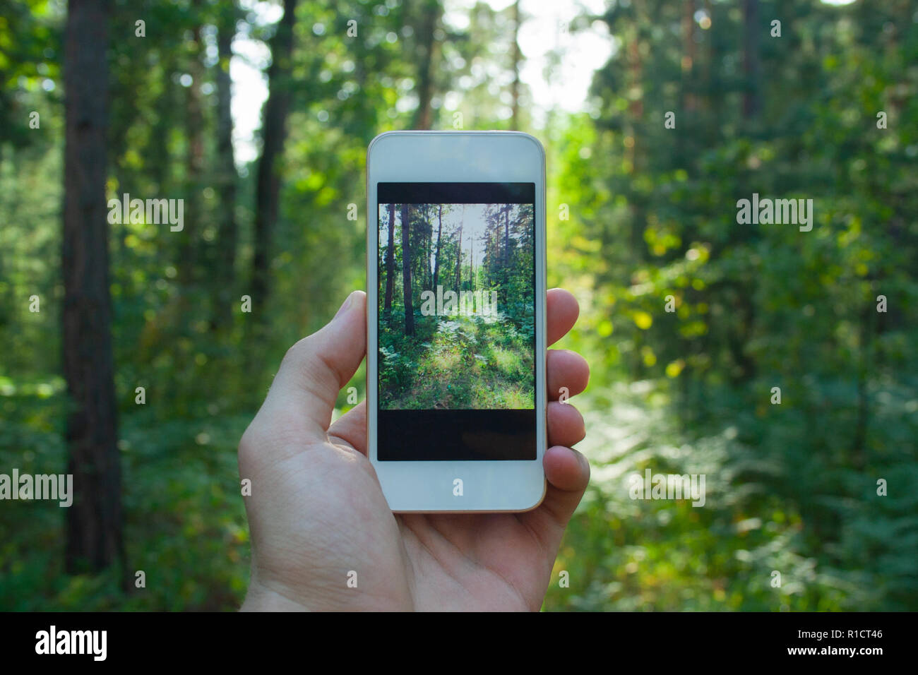 Phone in man's hand shooting the forest. Phone photography Stock Photo ...