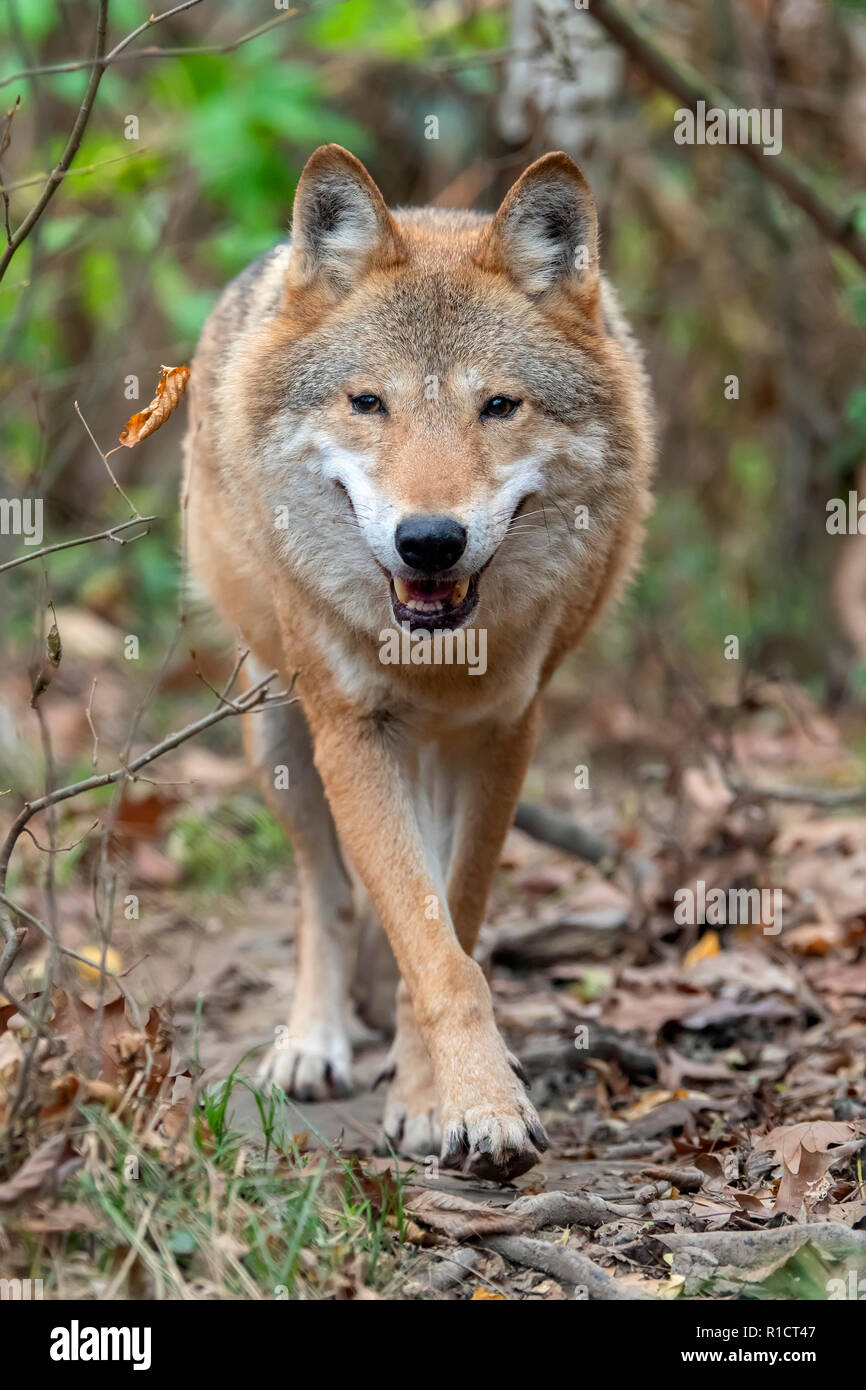 Wolve pack hi-res stock photography and images - Alamy