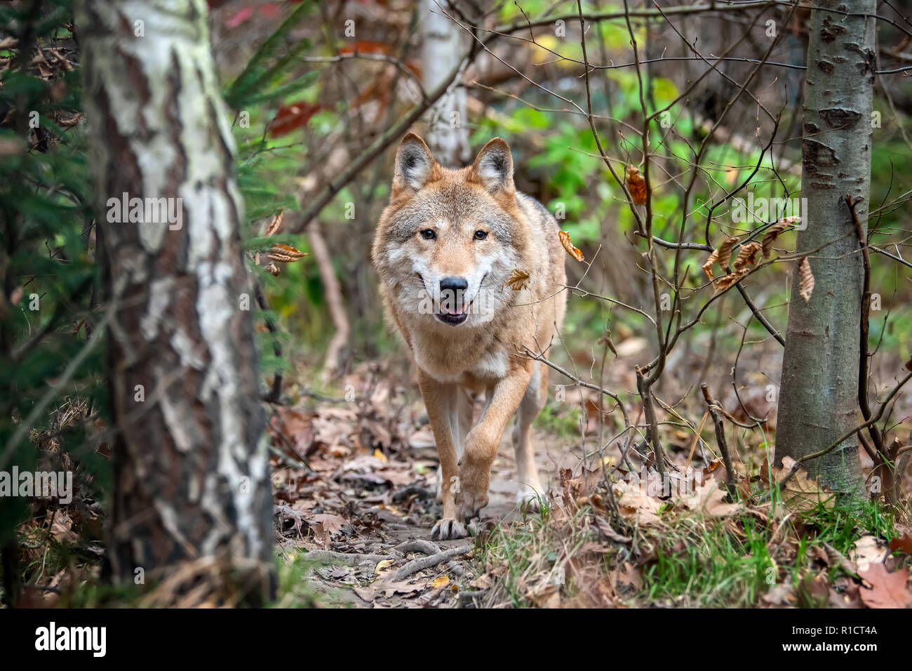 Timber wolf in autumn forest Stock Photo - Alamy