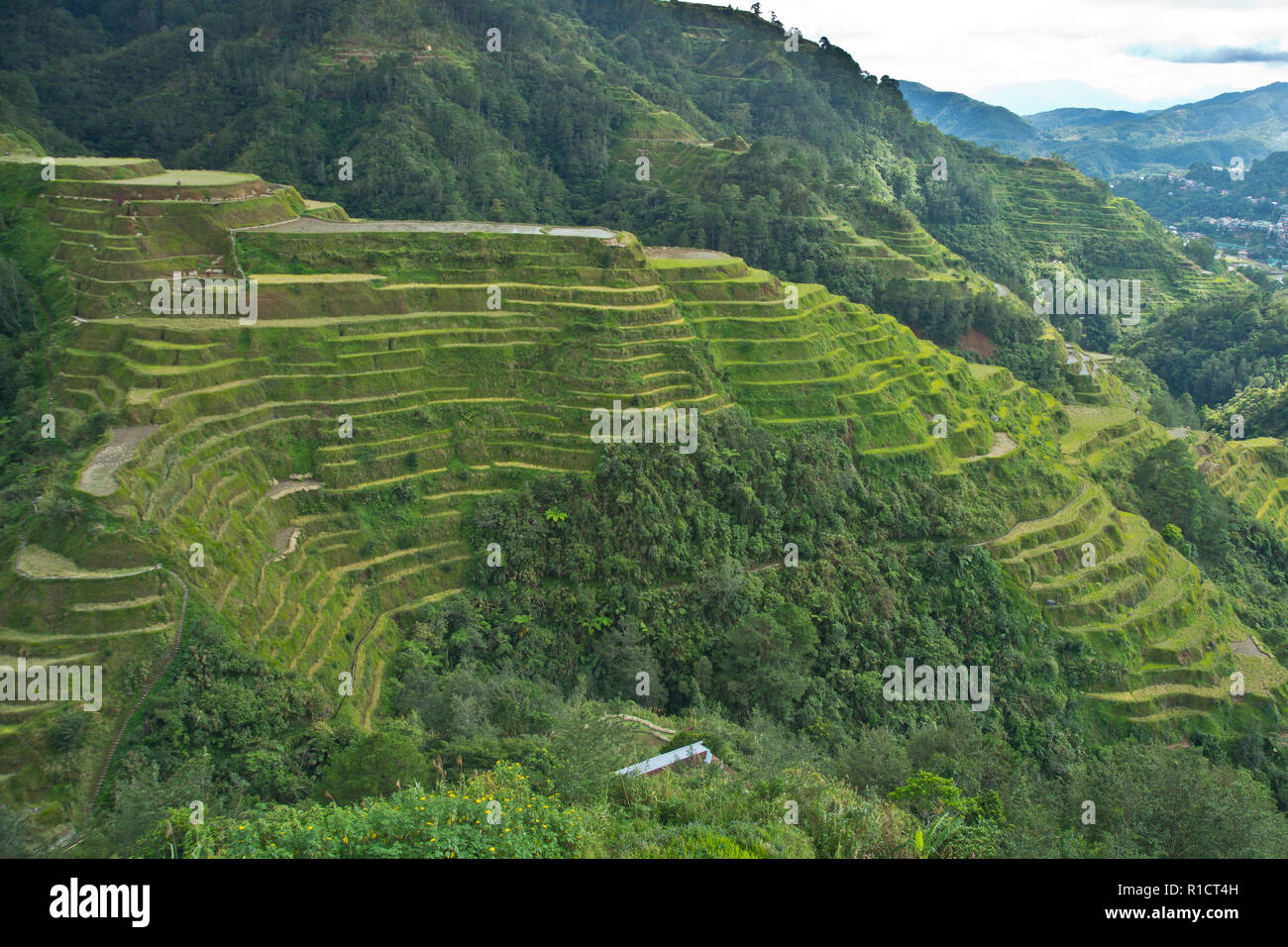 The Banaue Rice Terraces are carved into the mountains of Ifugao in the ...