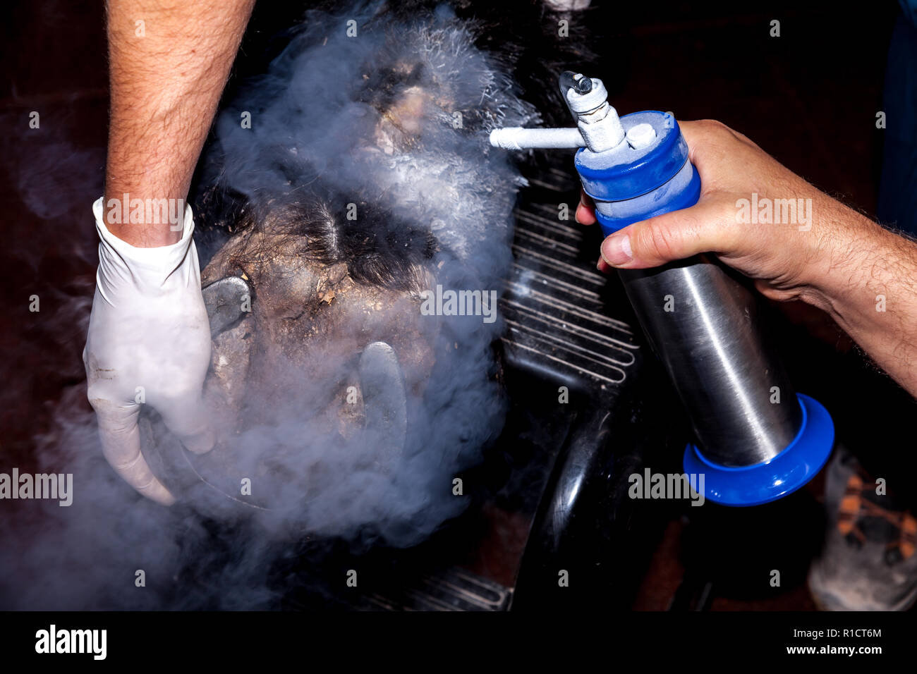 Treating horse with cryotherapy for tumors Stock Photo - Alamy