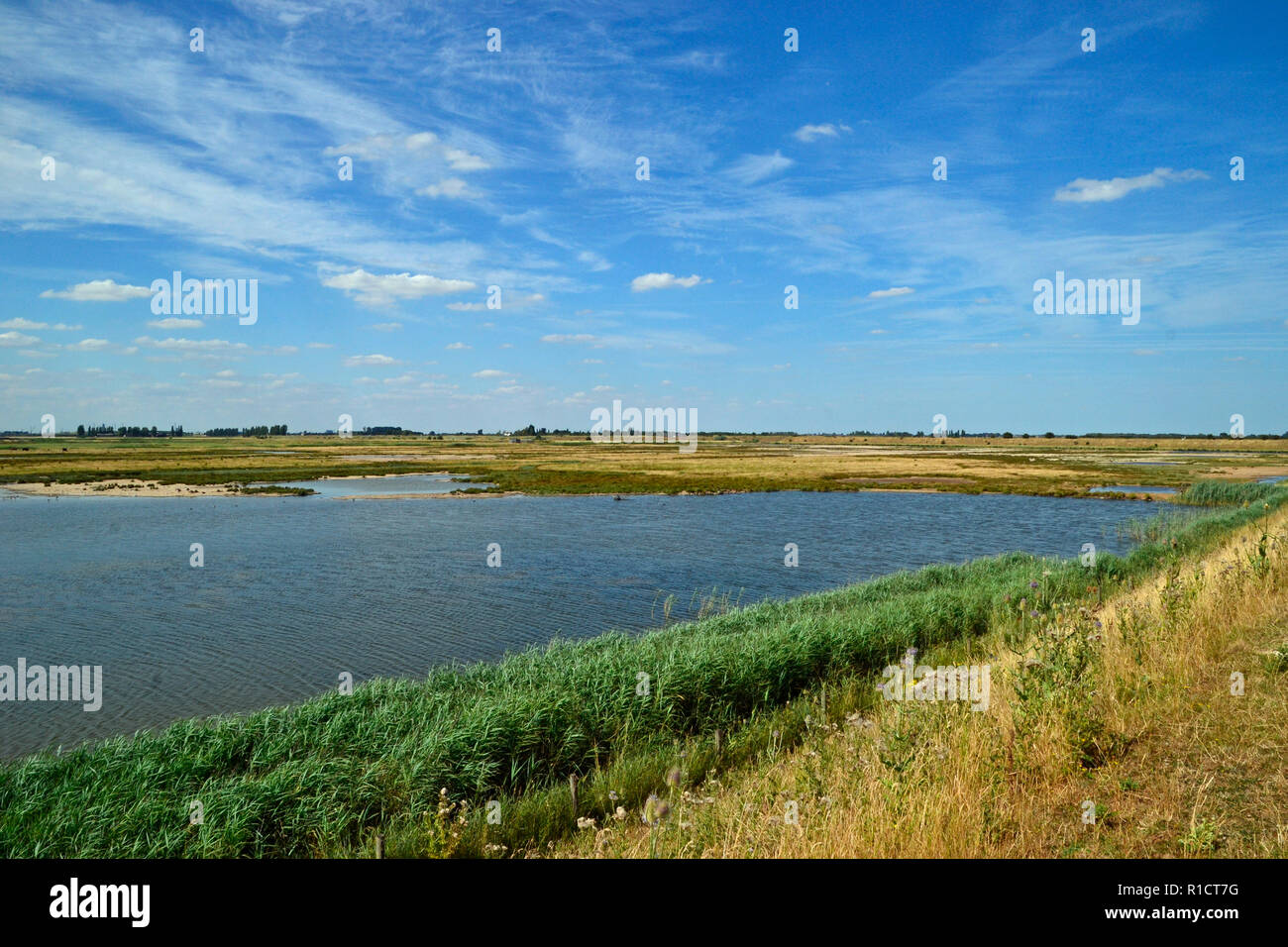 Marsh nature hi-res stock photography and images - Alamy