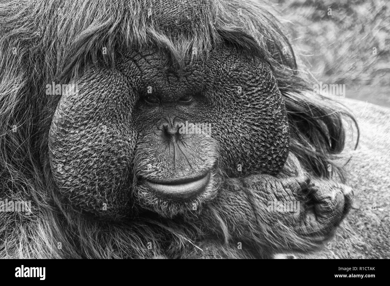 1 orangutan Black and White Stock Photos & Images - Alamy
