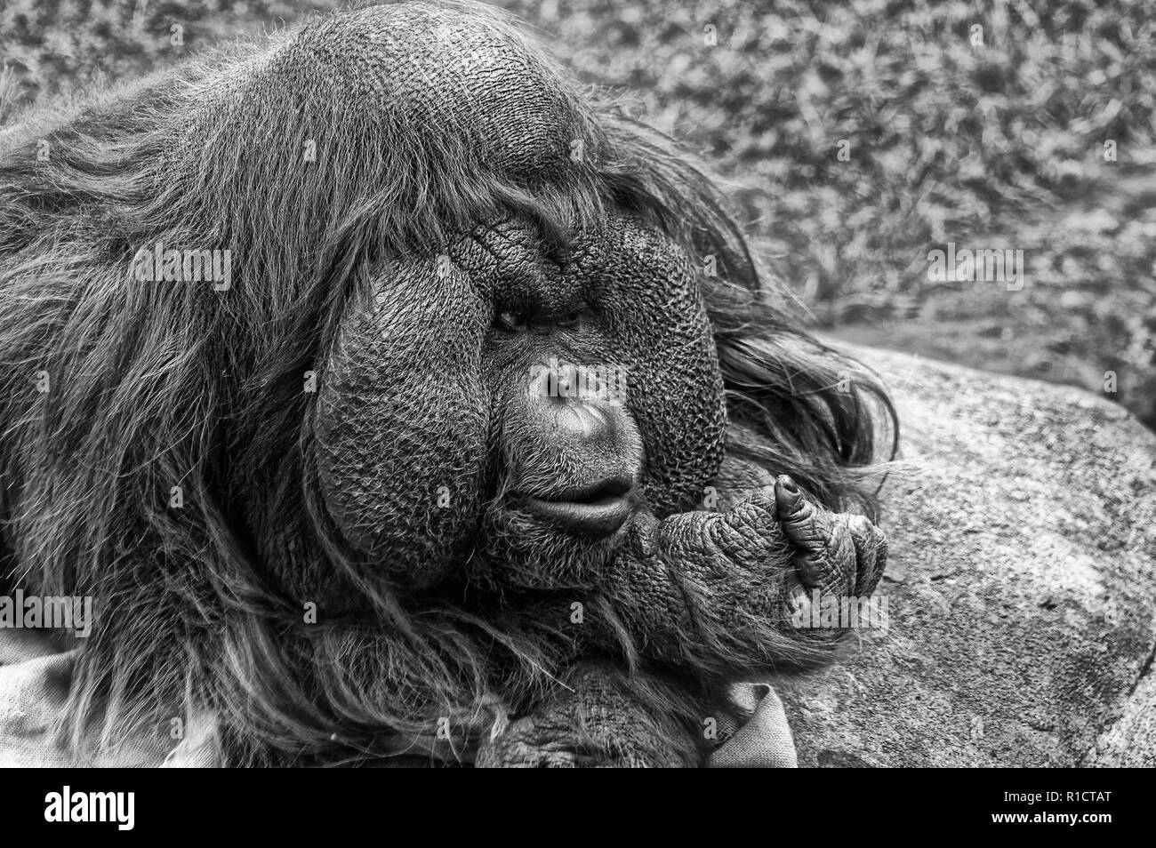 Pongo genus hi-res stock photography and images - Alamy