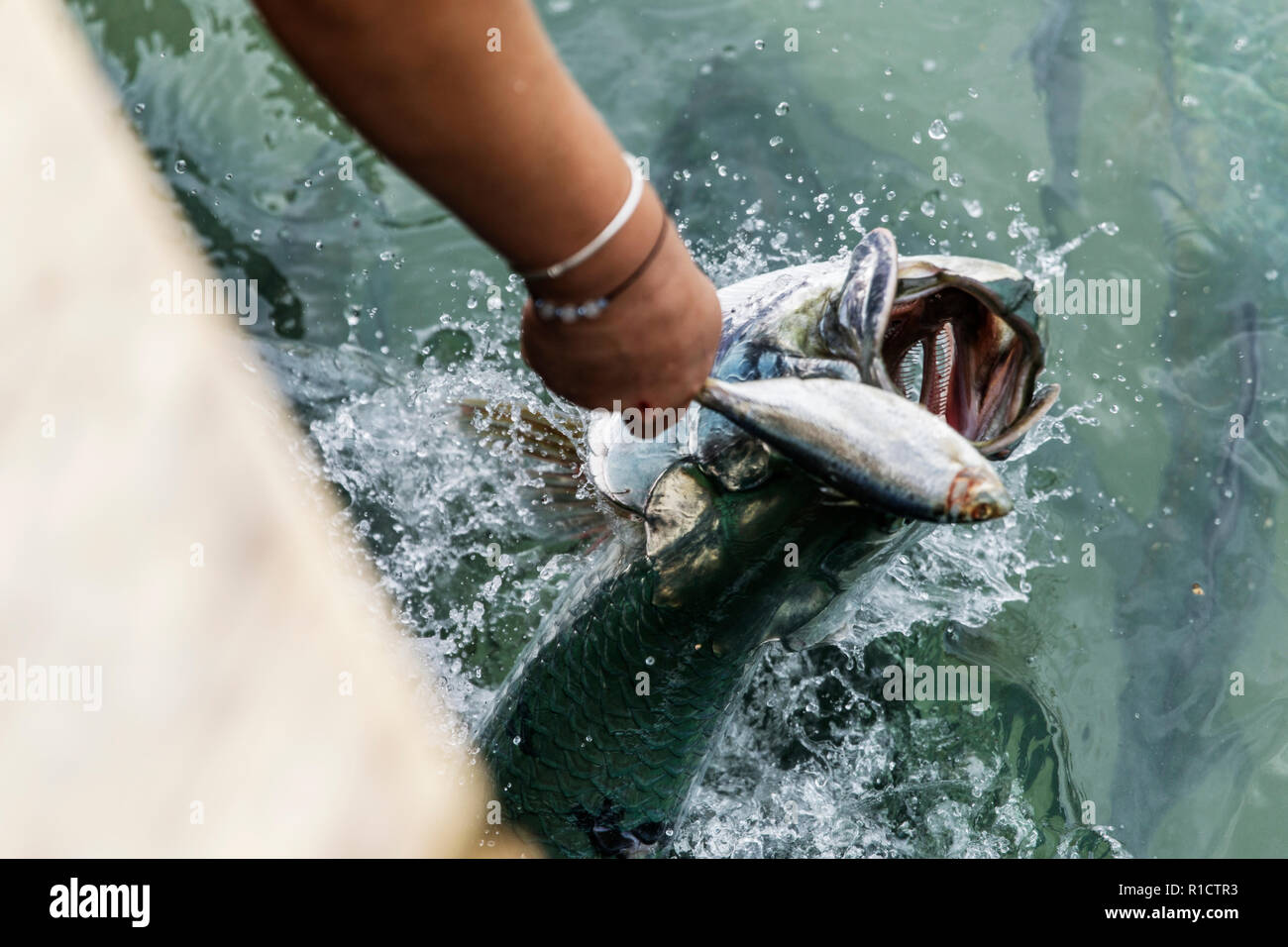 Feeding Big Tarpon Stock Photo - Alamy