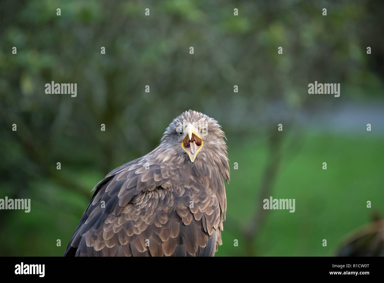 White tailed eagle ireland hi-res stock photography and images - Alamy