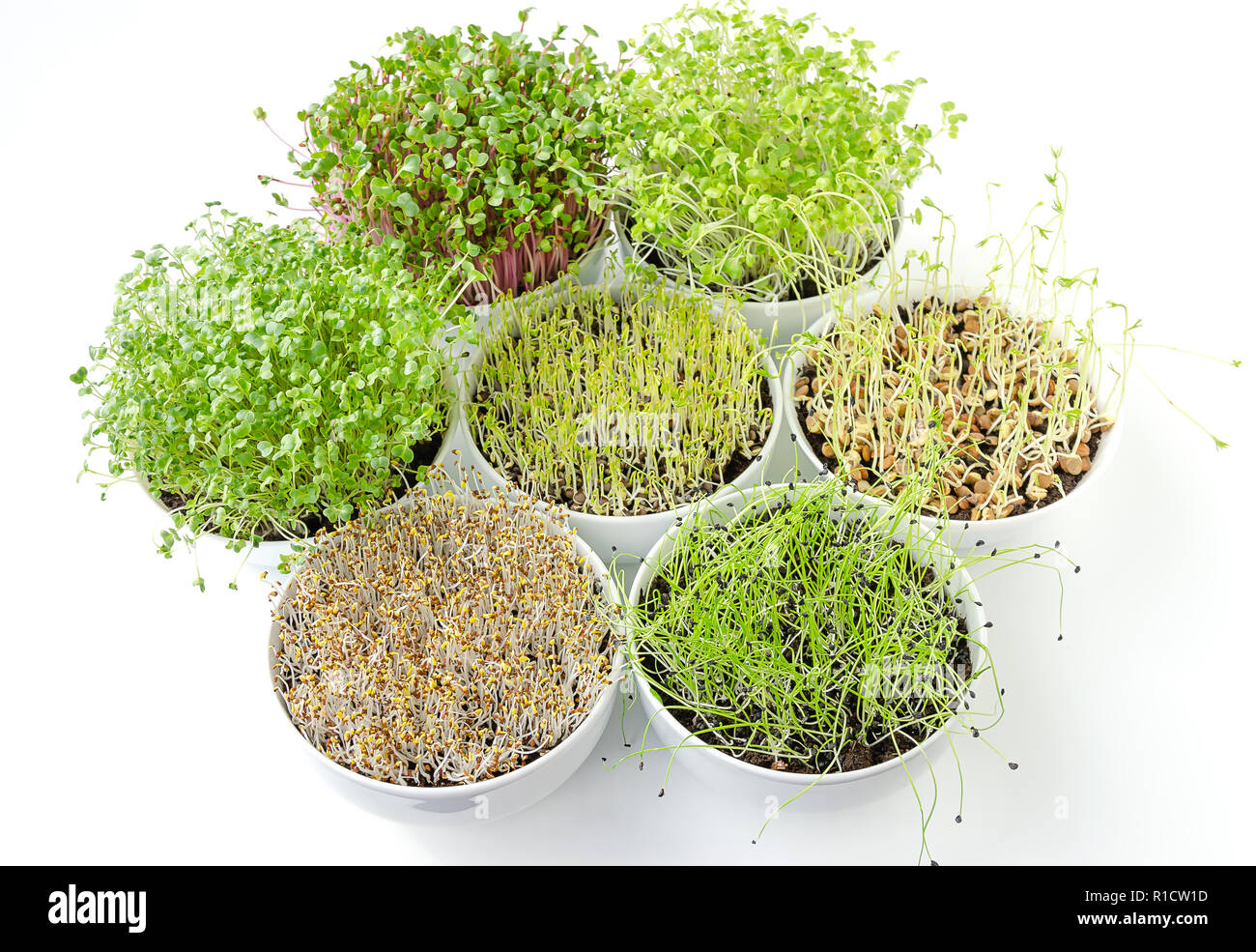 Green sprout seedling hi-res stock photography and images - Alamy