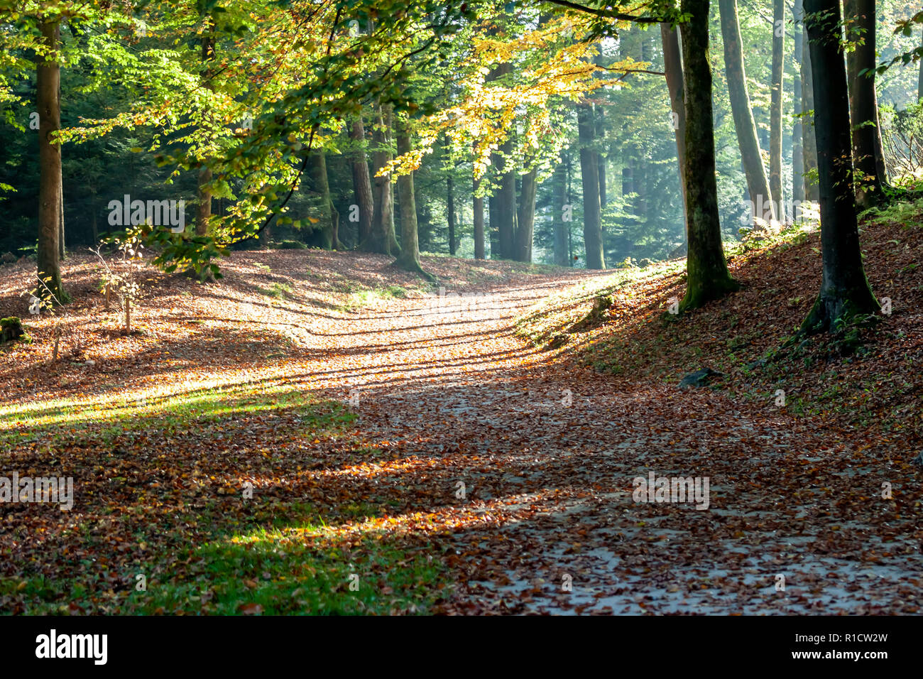 Woods forest path autumn walk hi-res stock photography and images - Alamy