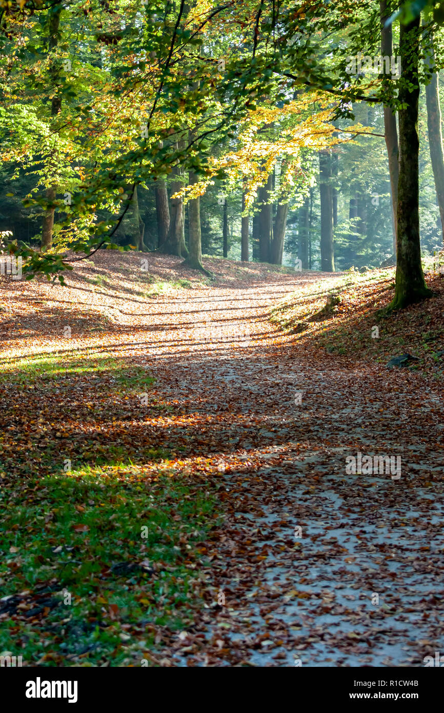 Woods forest path autumn walk hi-res stock photography and images - Alamy