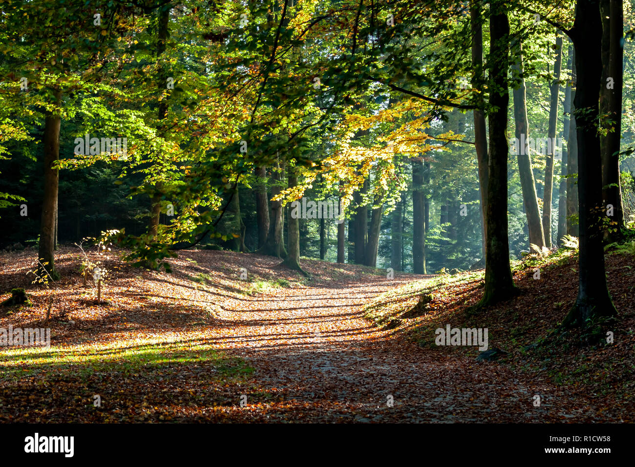 autumn forest path under yellow falling leaves Stock Photo - Alamy