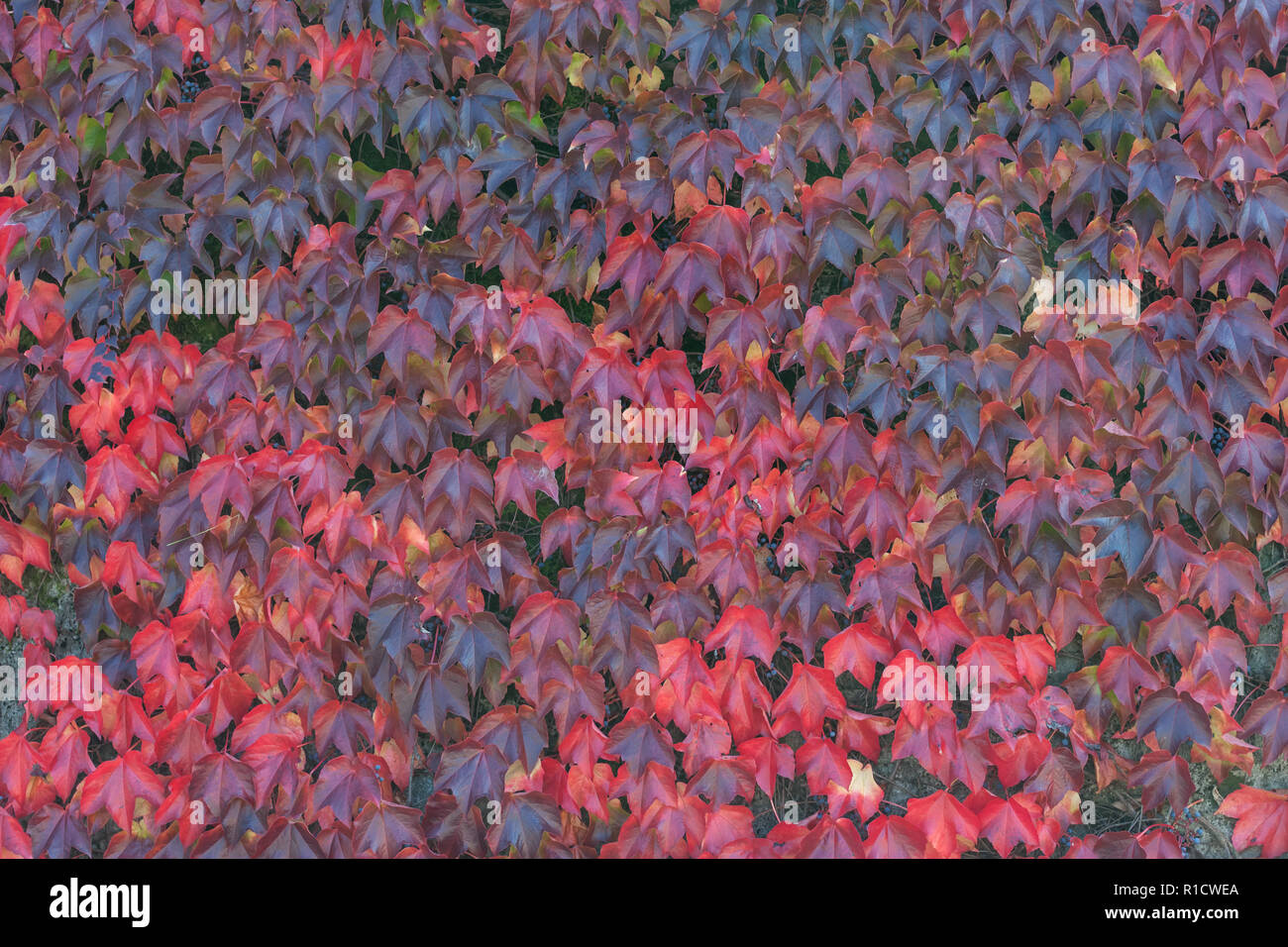 colorful red wild grape leaves textured background Stock Photo - Alamy