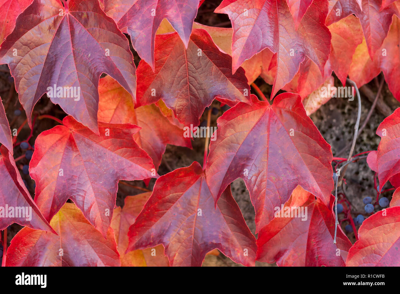 colorful red wild grape leaves textured background Stock Photo - Alamy