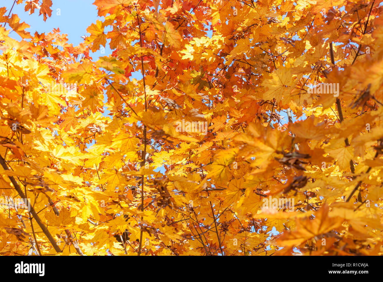 Yellow leaf background hi-res stock photography and images - Alamy