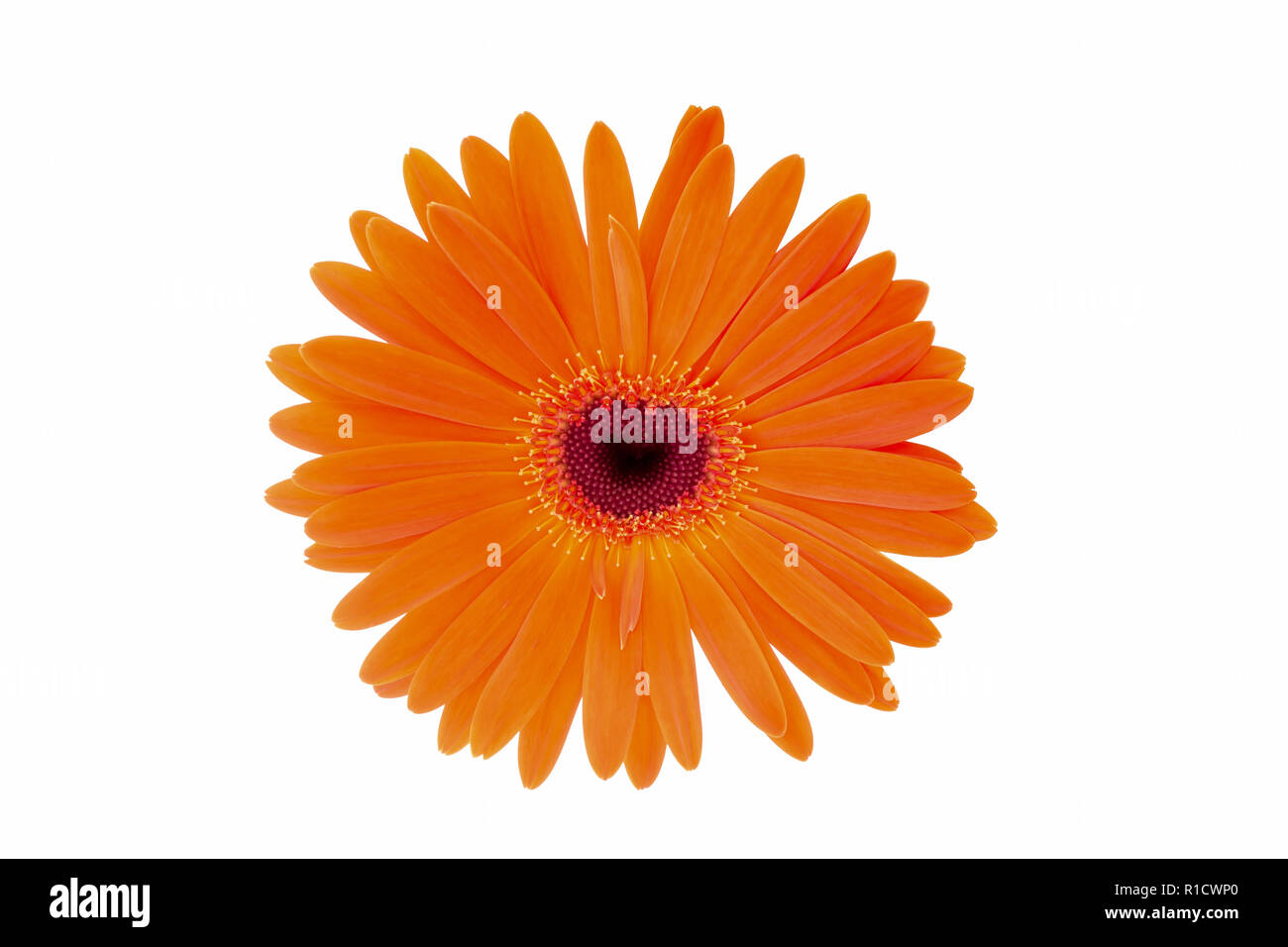 beautiful gerbera flower isolated on a white background Stock Photo - Alamy