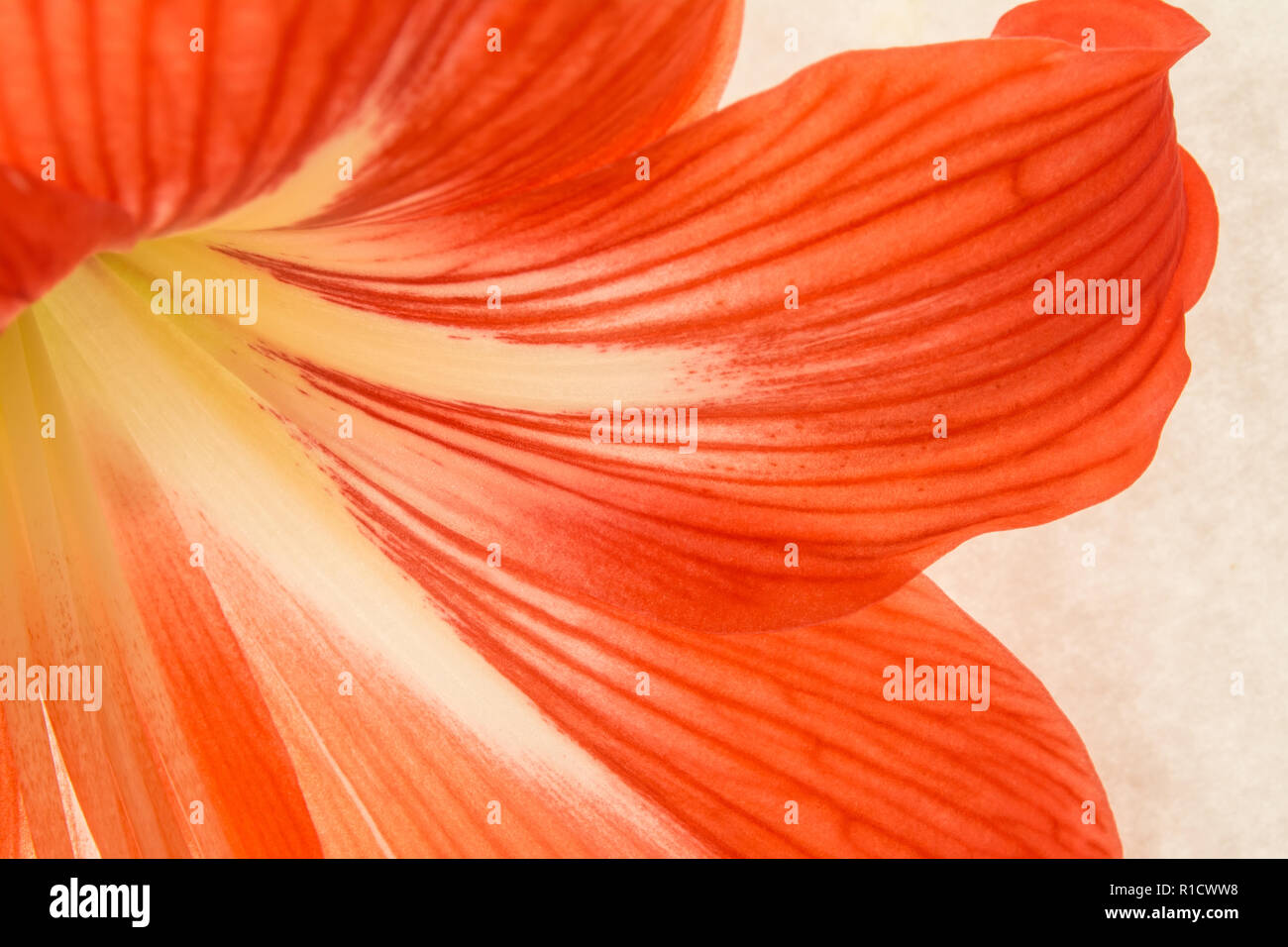 Flower petal texture hi-res stock photography and images - Alamy