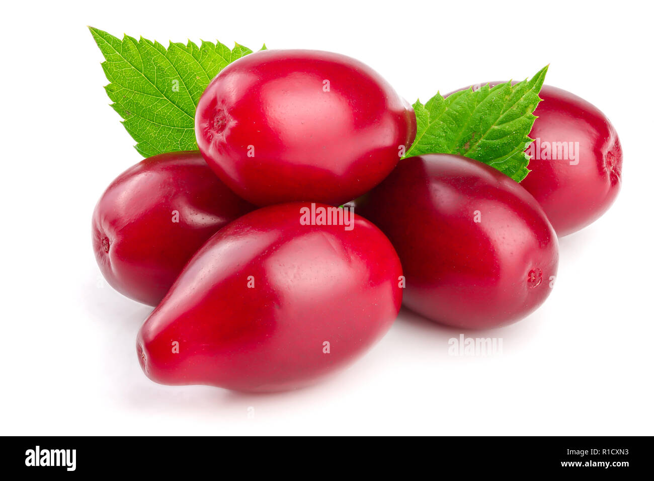 Red berries of cornel or dogwood with leaf isolated on white background ...