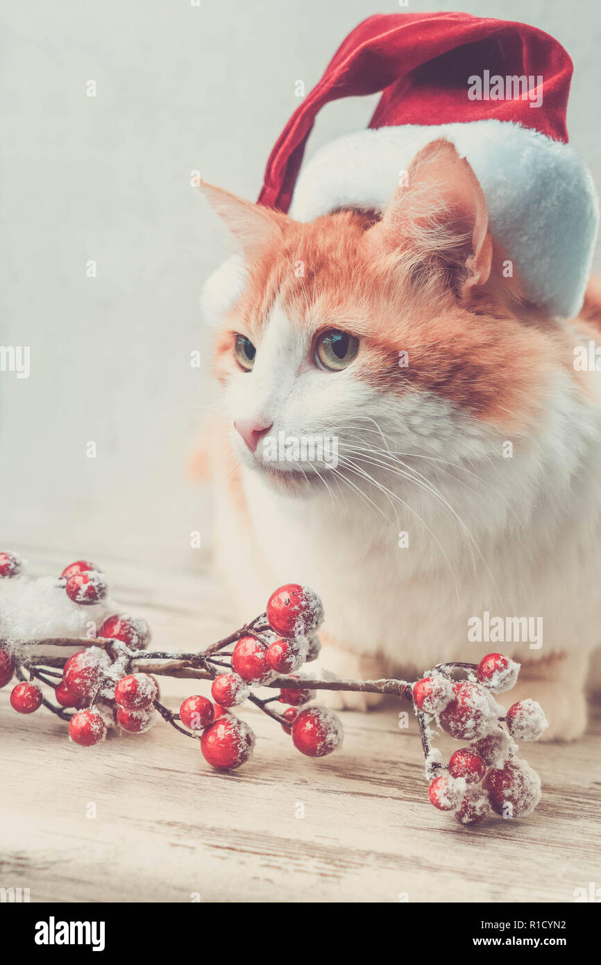 Furry helper hi-res stock photography and images - Alamy