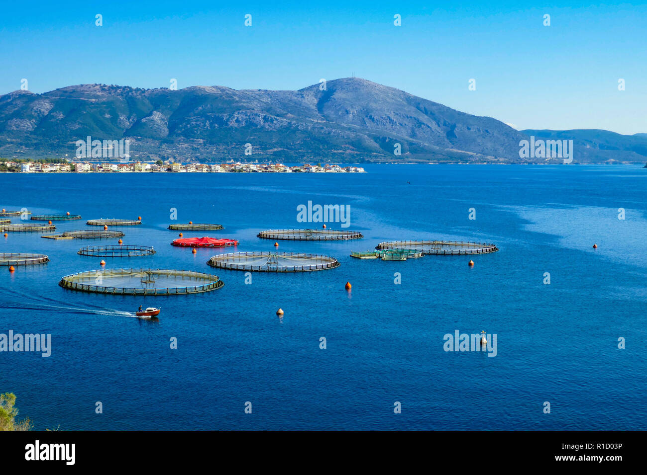 Ionian sea fish hi-res stock photography and images - Alamy