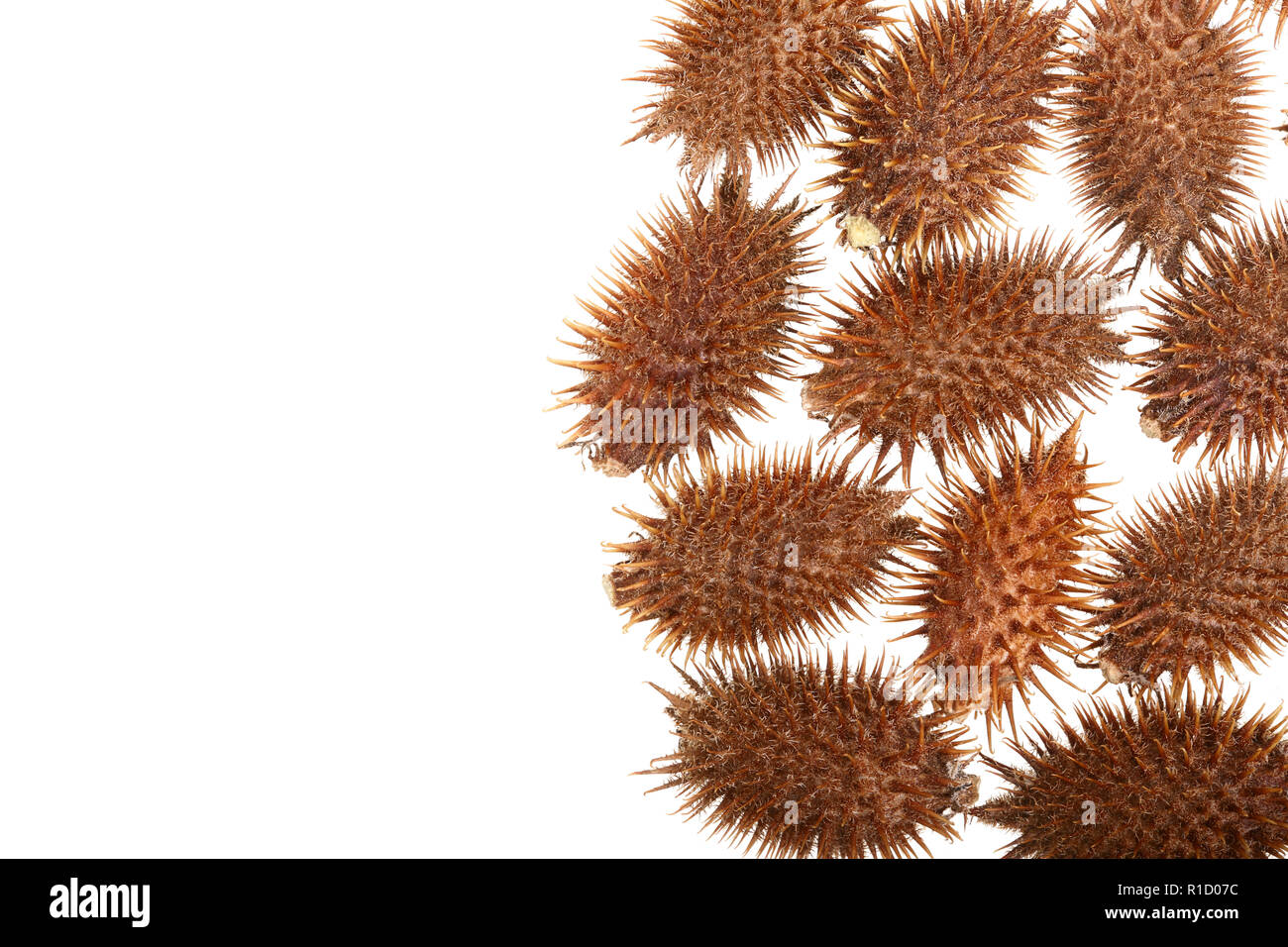 dry Xanthium strumarium isolated on white background has medicinal ...