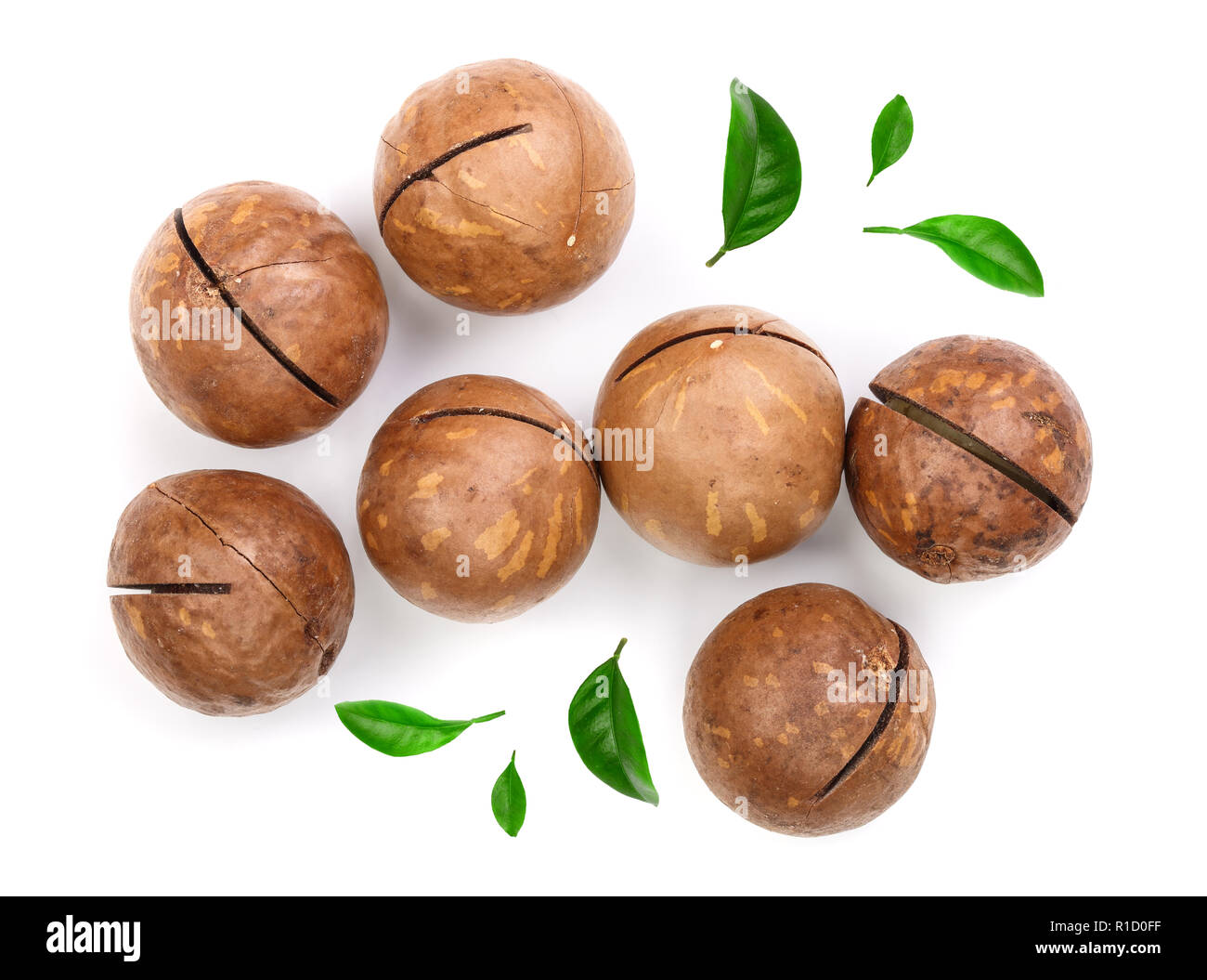 unshelled macadamia nuts isolated on white background. Top view. Flat ...