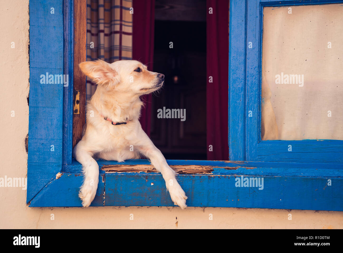 Cute dog looking outside of the window on a sunny day Stock Photo - Alamy
