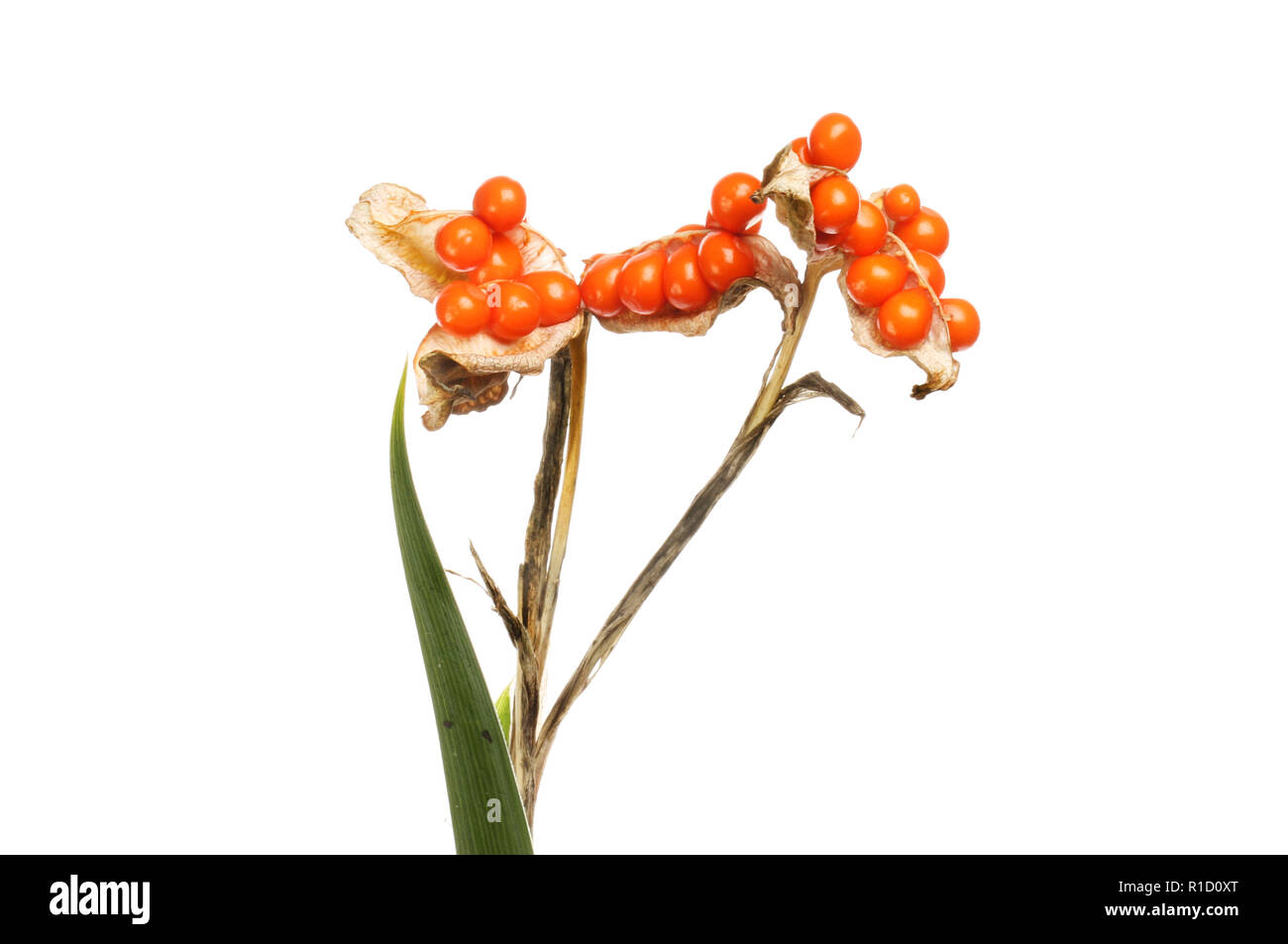 Crocosmia seed isolated hi-res stock photography and images - Alamy