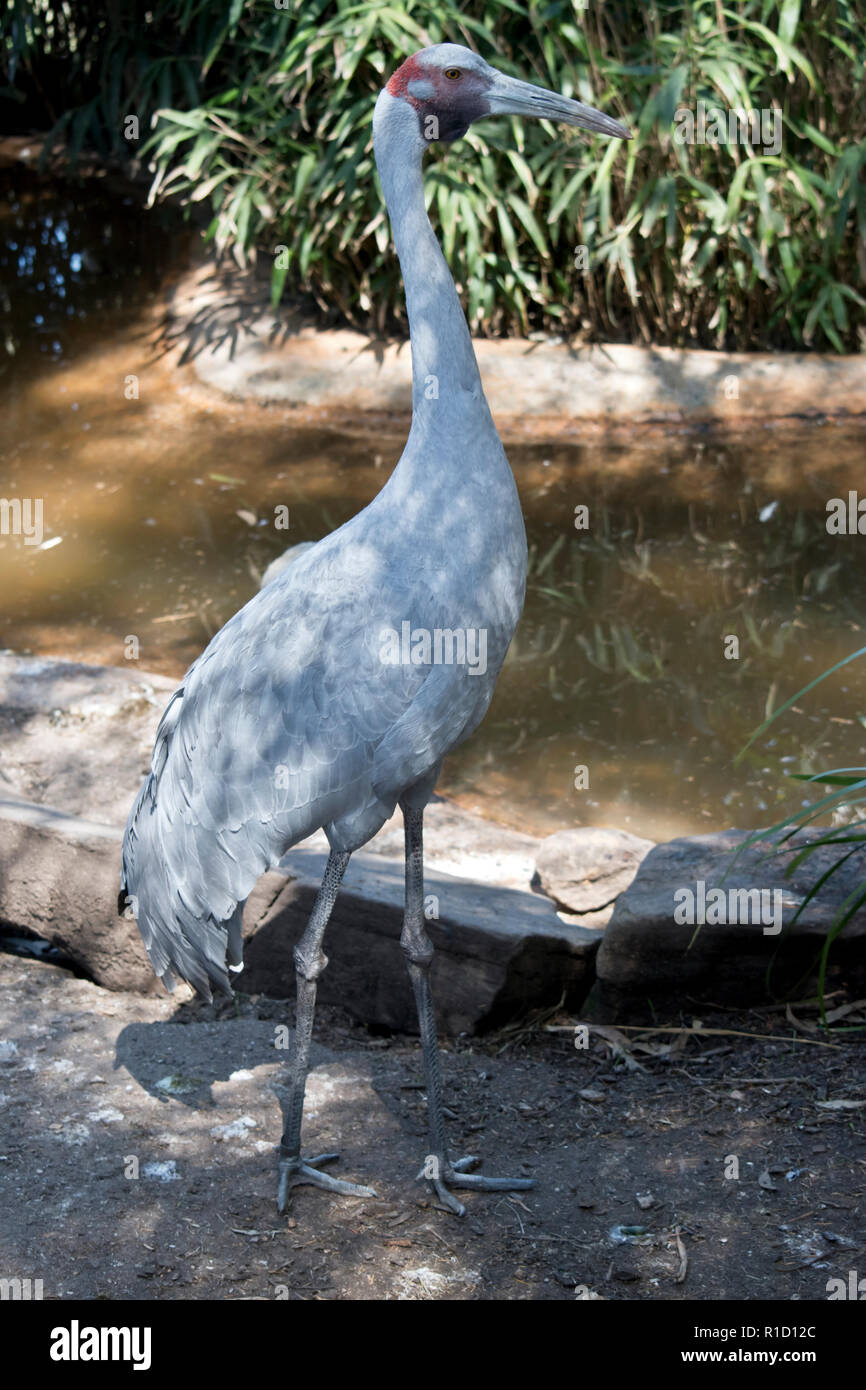 Brolga hi-res stock photography and images - Alamy