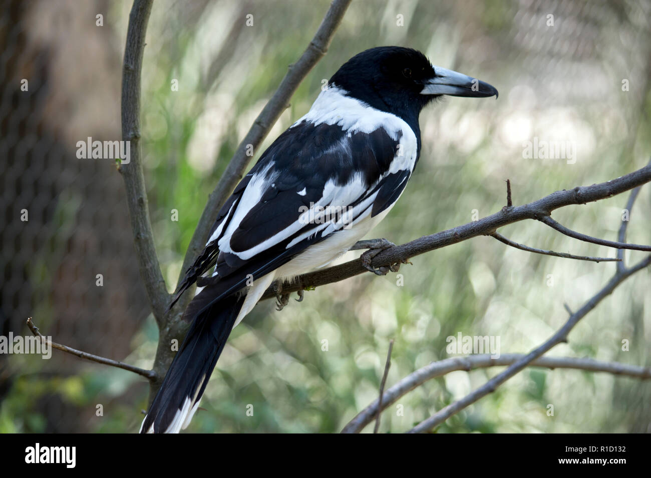Butcher bird hi-res stock photography and images - Alamy