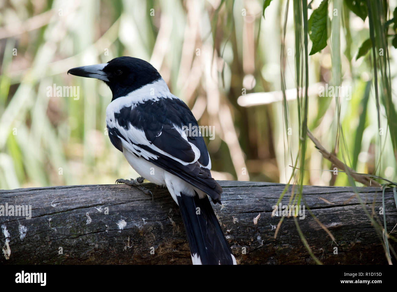 the pied butcher bird is perched in a tree Stock Photo - Alamy