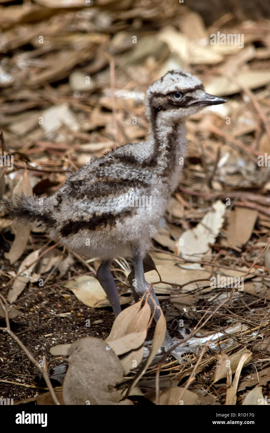 Emu chicks hi-res stock photography and images - Alamy