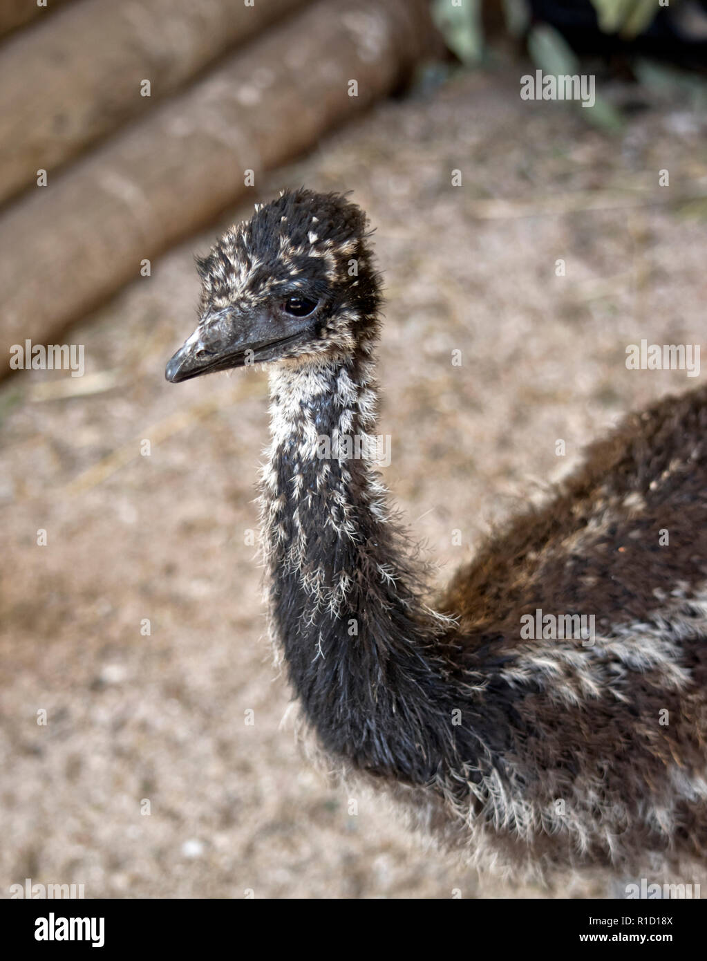 Emu chick hi-res stock photography and images - Alamy