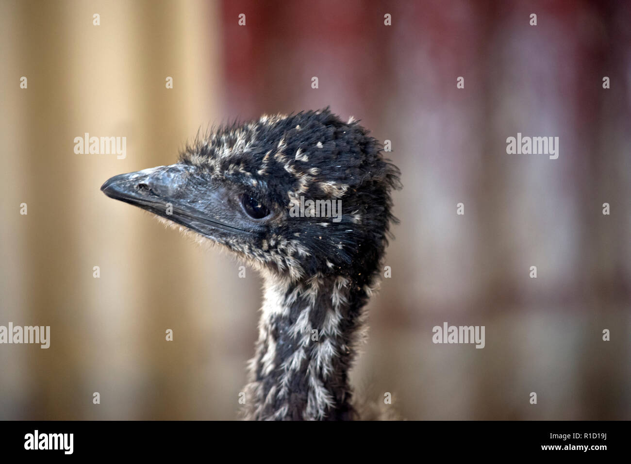 this is a close up of a young emu Stock Photo - Alamy
