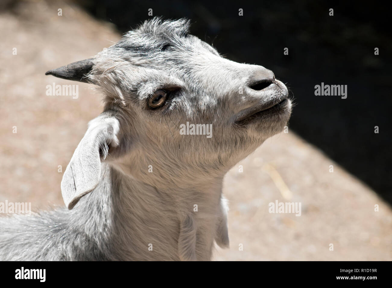 Tame goat hi-res stock photography and images - Alamy