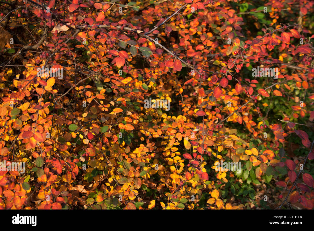 Small Orange Berries High Resolution Stock Photography and Images - Alamy
