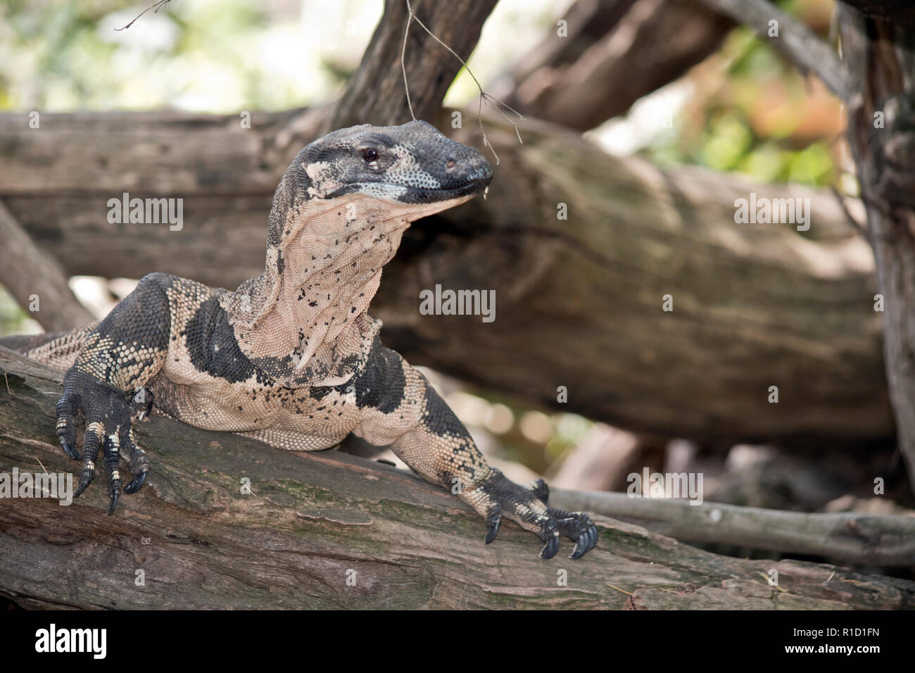 Lace monitor lizard hi-res stock photography and images - Alamy