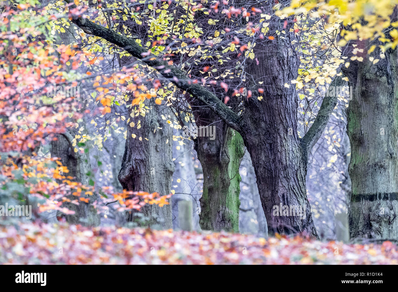 English common lime tree leaves hi-res stock photography and images - Alamy