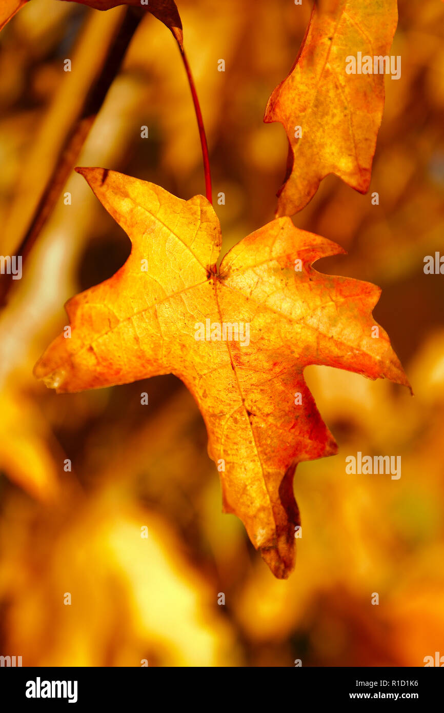 A leaf in autumn, on a tree, displaying traditional autumnal colors ...