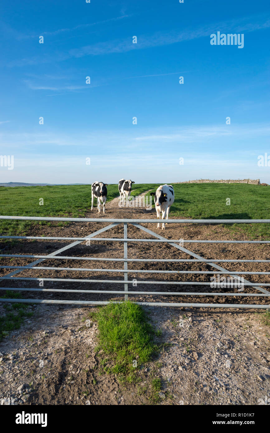 British dairy cows hi-res stock photography and images - Alamy