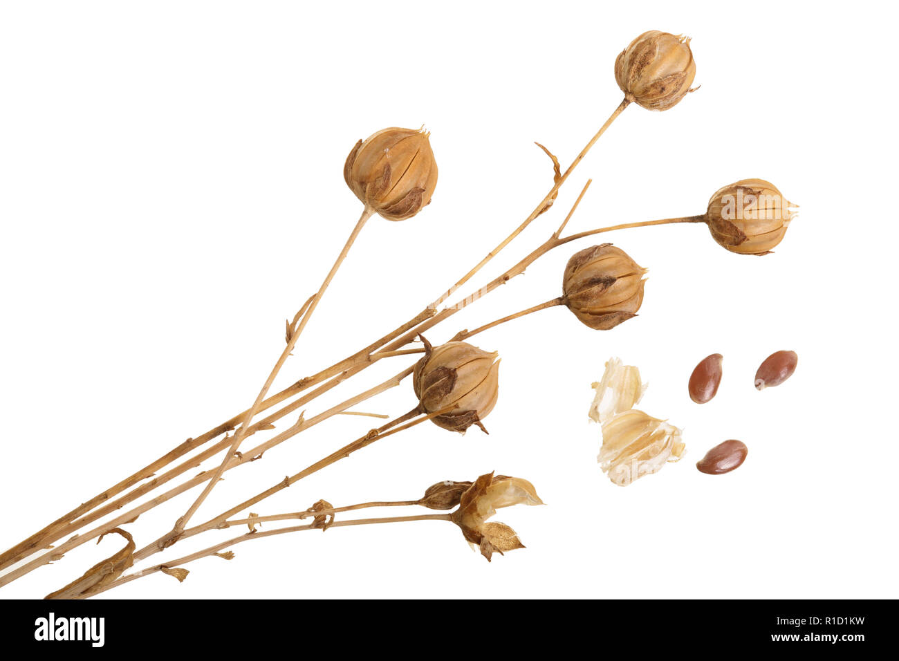 Flax Seed High Resolution Stock Photography and Images - Alamy